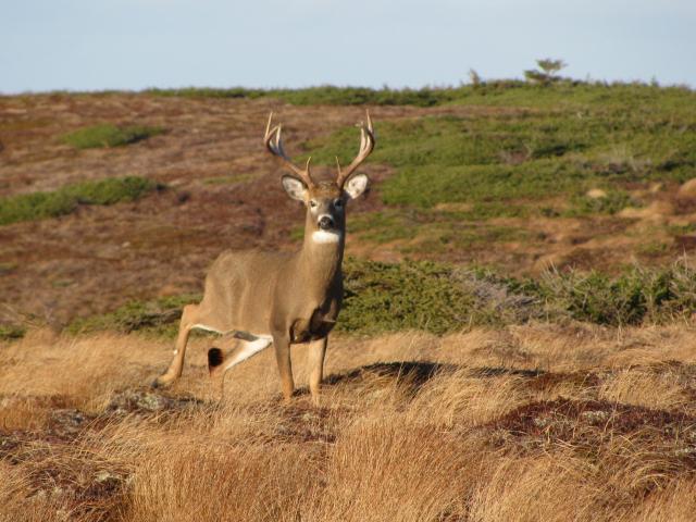 Pointe Plate (sentier) | Tourisme Saint-Pierre et Miquelon